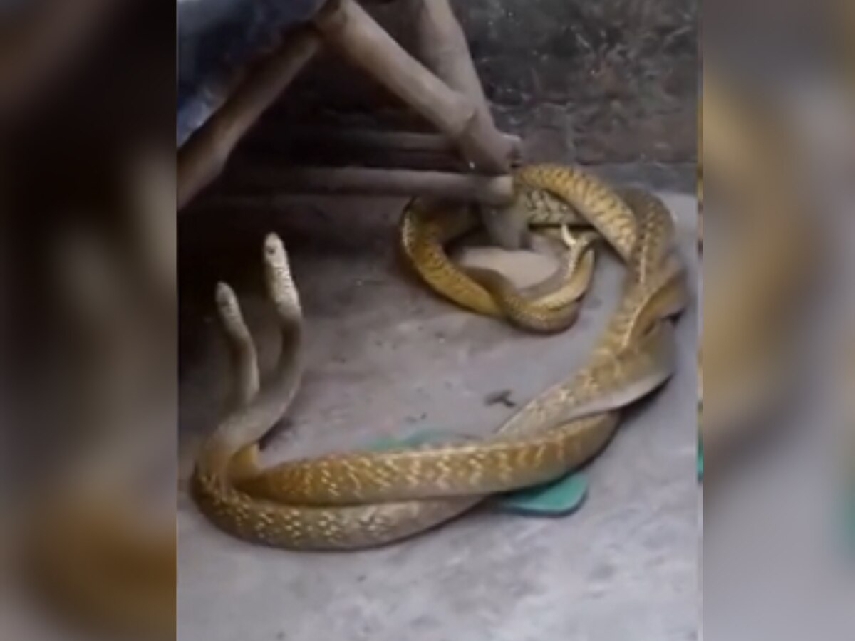 King Cobra became romantic with serpent watch video | King Cobra : मौसम ...