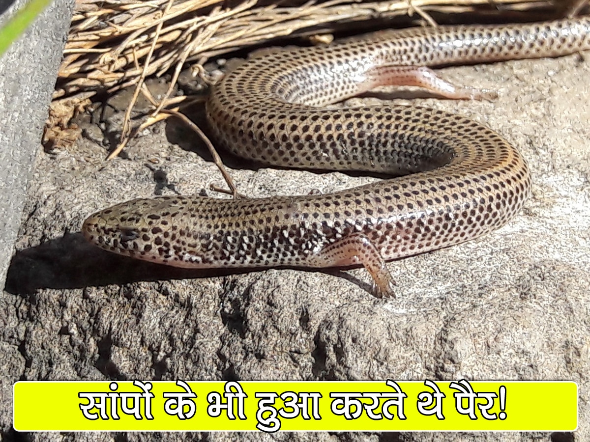 Snakes used to have legs too How did snakes come from on earth Know the ...