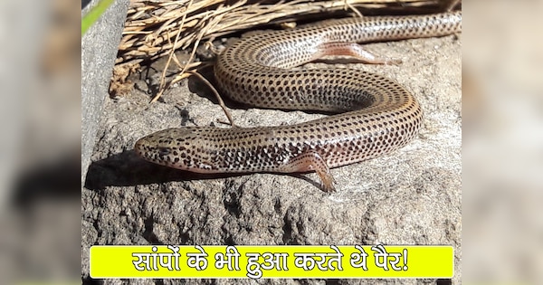 Snakes used to have legs too How did snakes come from on earth Know the ...