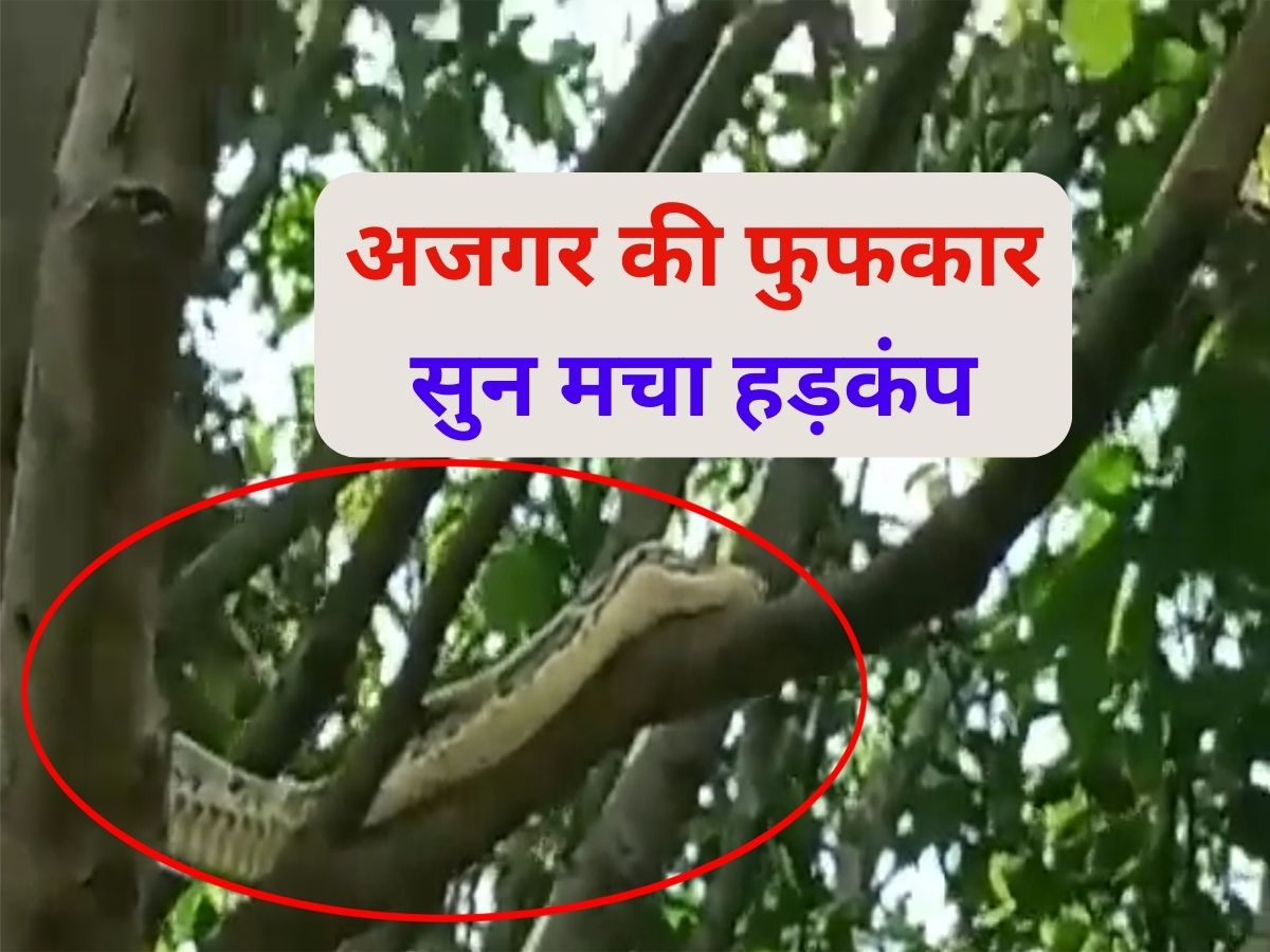 Watch: Captures Huge Python Video, panic created among villagers after seeing | Watch: कभी देखा ...