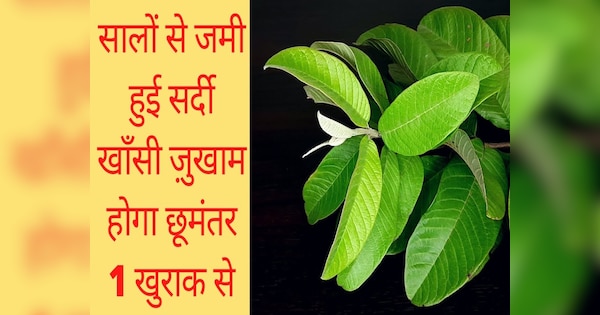 benefits of guava leaves for cough and cold khansi aur jukam ka ilaj ...