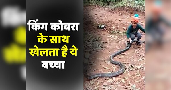 Child Play With King Cobra People Sweat Seeing Courage | Viral Video ...