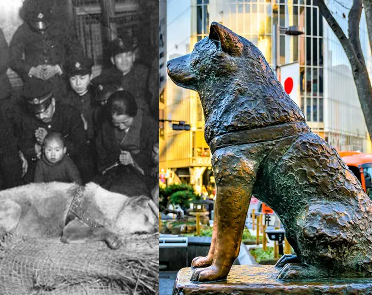 Know more about Hachiko the worlds most loyal dog turning 100 this year | World News: 10 साल तक ...