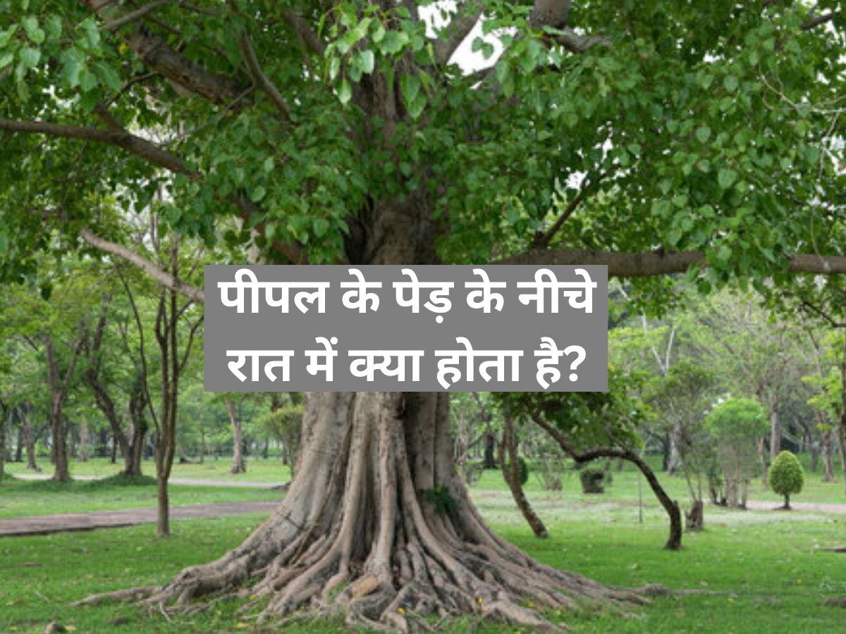 Why do not people go under the Peepal tree at night | रात में पीपल के ...