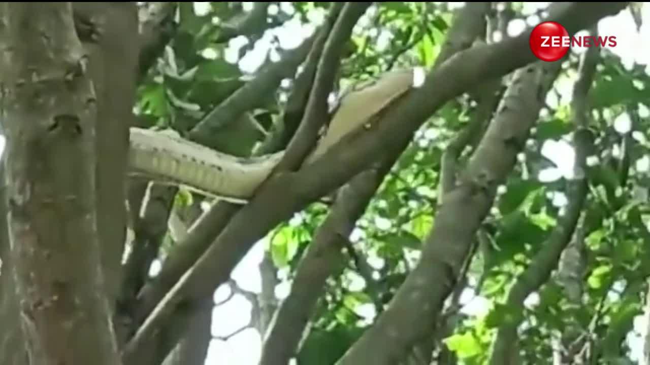 giant python climbed mango tree panic created among the villagers see ...
