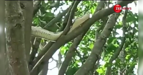giant python climbed mango tree panic created among the villagers see ...