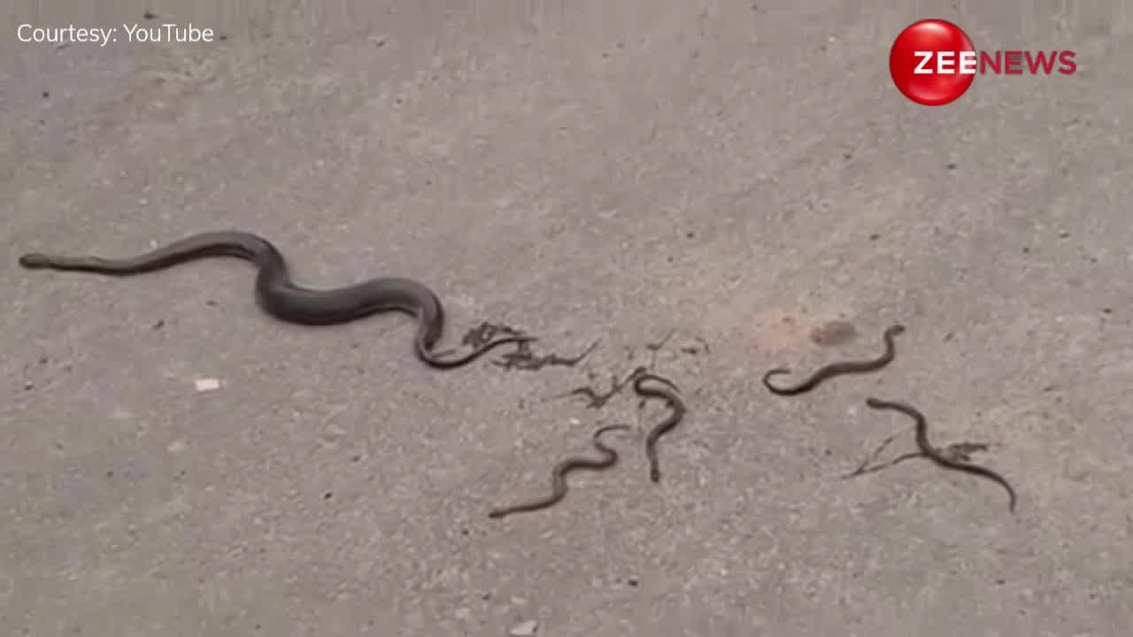 cobra gives birth to 6 children together first time people saw suck ...