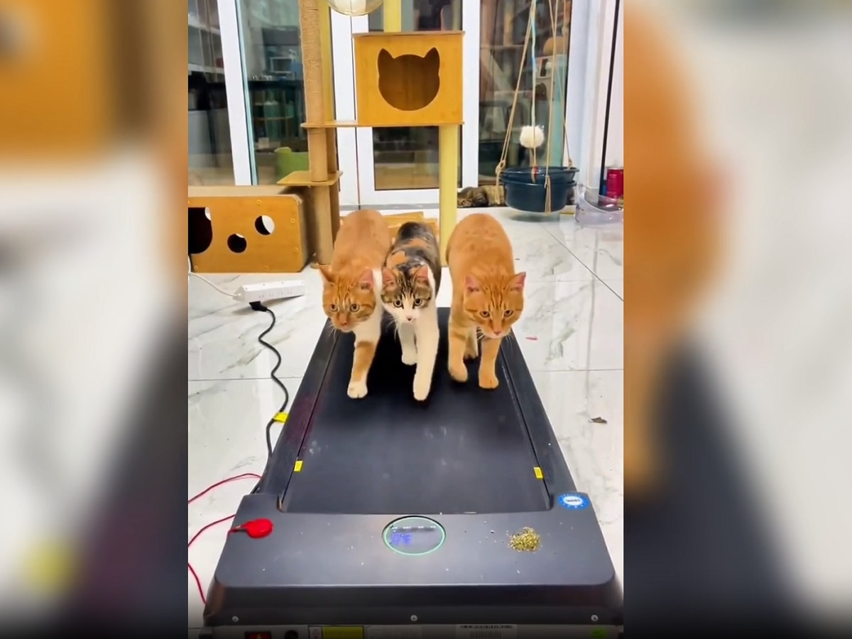 Three cats exercising on a treadmill; Watch this viral video