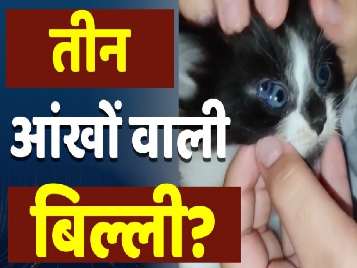 Teen Aankh Wali Billi: क्या आपने देखी है 3 आंखों की बिल्ली, वीडियो देख ...