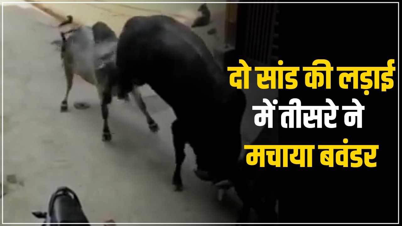 A fight between two bulls third bull came in between and created havoc ...