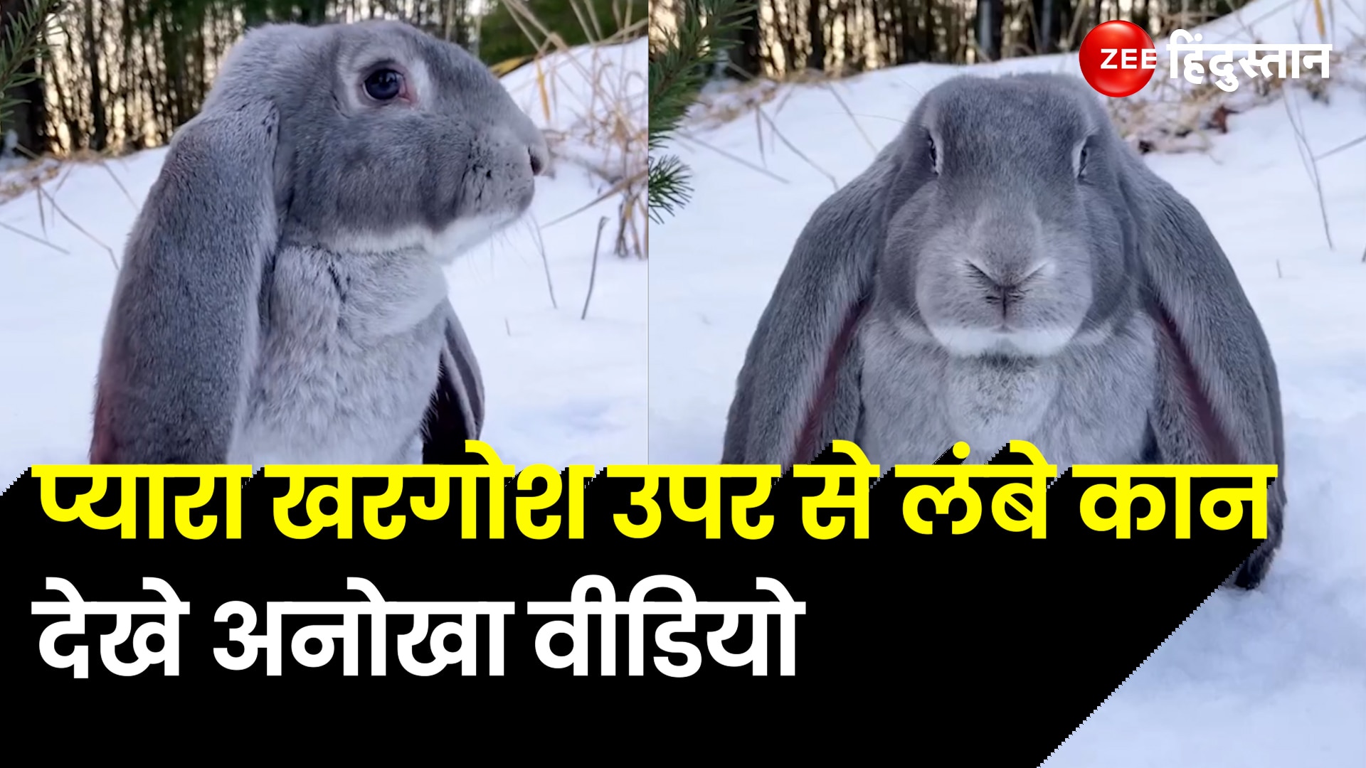 A Cute Rabit Video Goes Viral On Social Media Watch Now | Rabit Viral ...