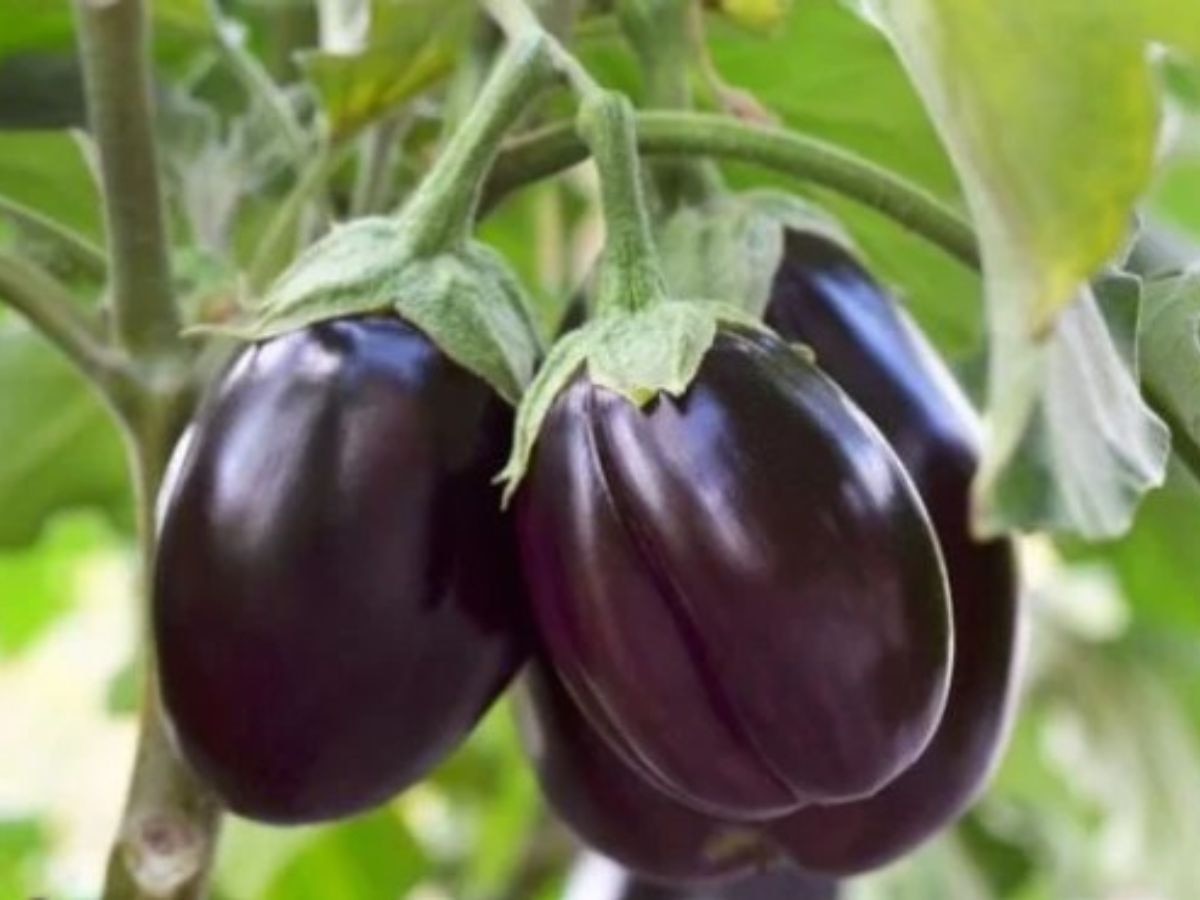 Side Effects Of Baingan these people should not eat brinjal is ...