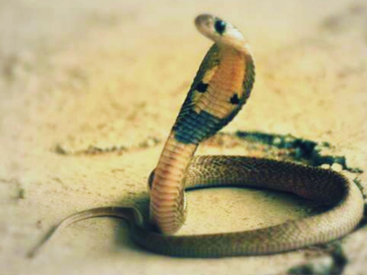 Kaal Sarp Dosh Do this remedy to please the snake god Kalsarp Yoga will ...