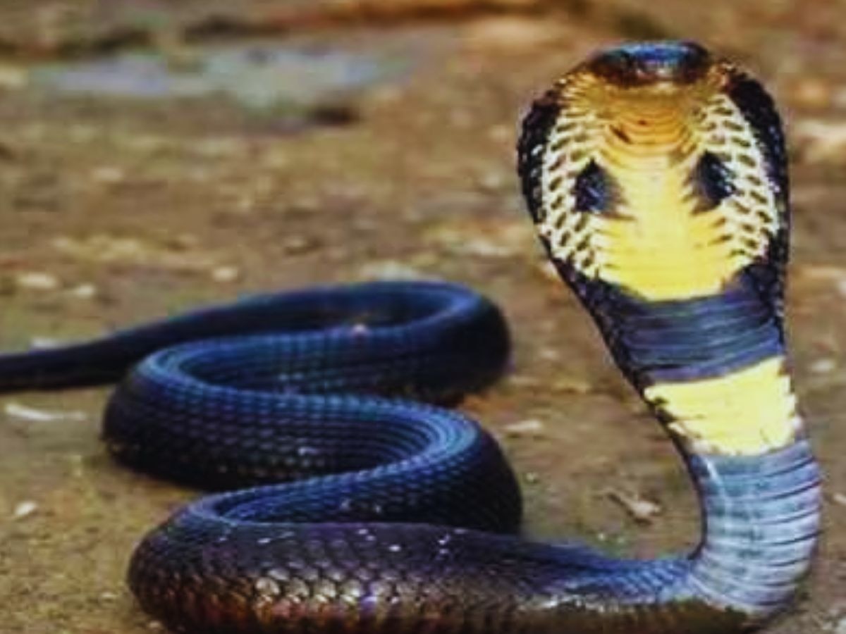 Kaal Sarp Dosh Do this remedy to please the snake god Kalsarp Yoga will ...