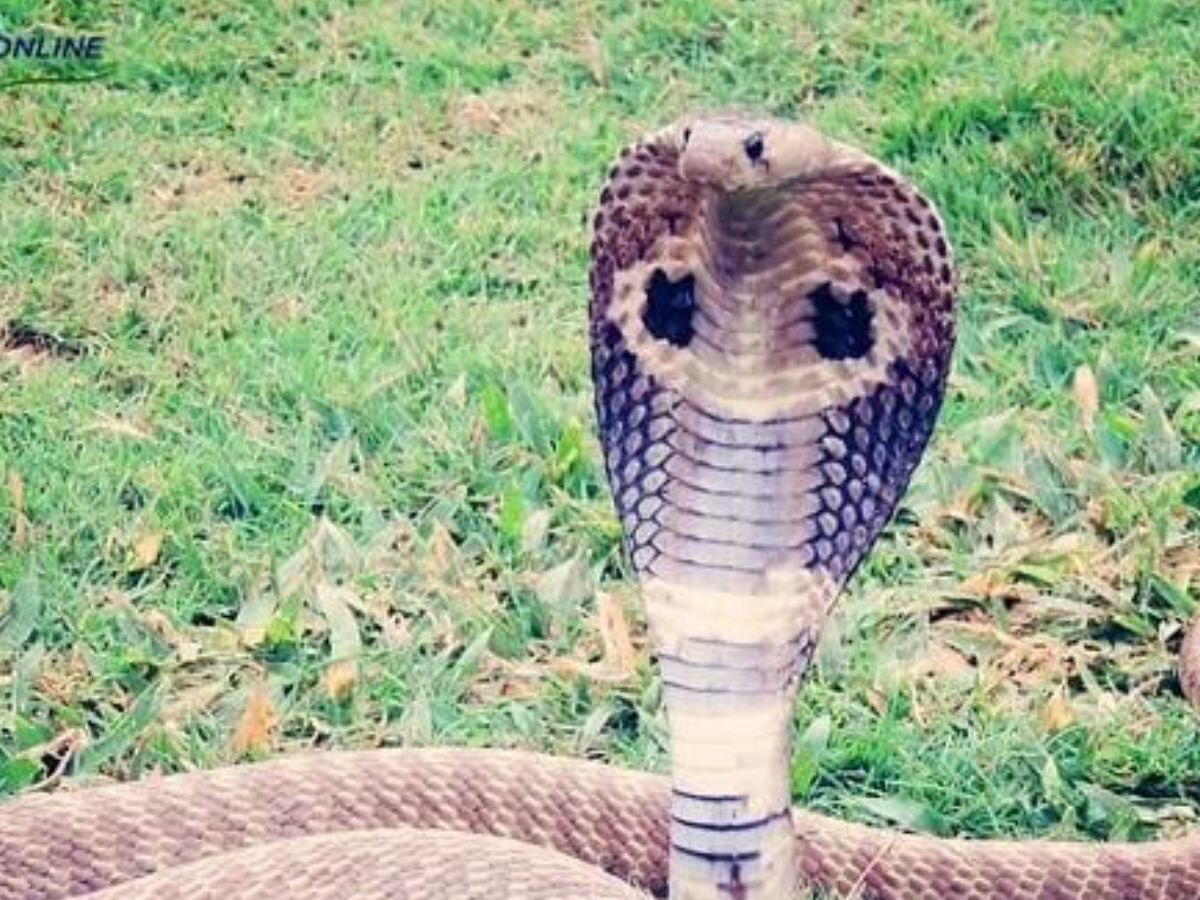 Kaal Sarp Dosh Do this remedy to please the snake god Kalsarp Yoga will ...