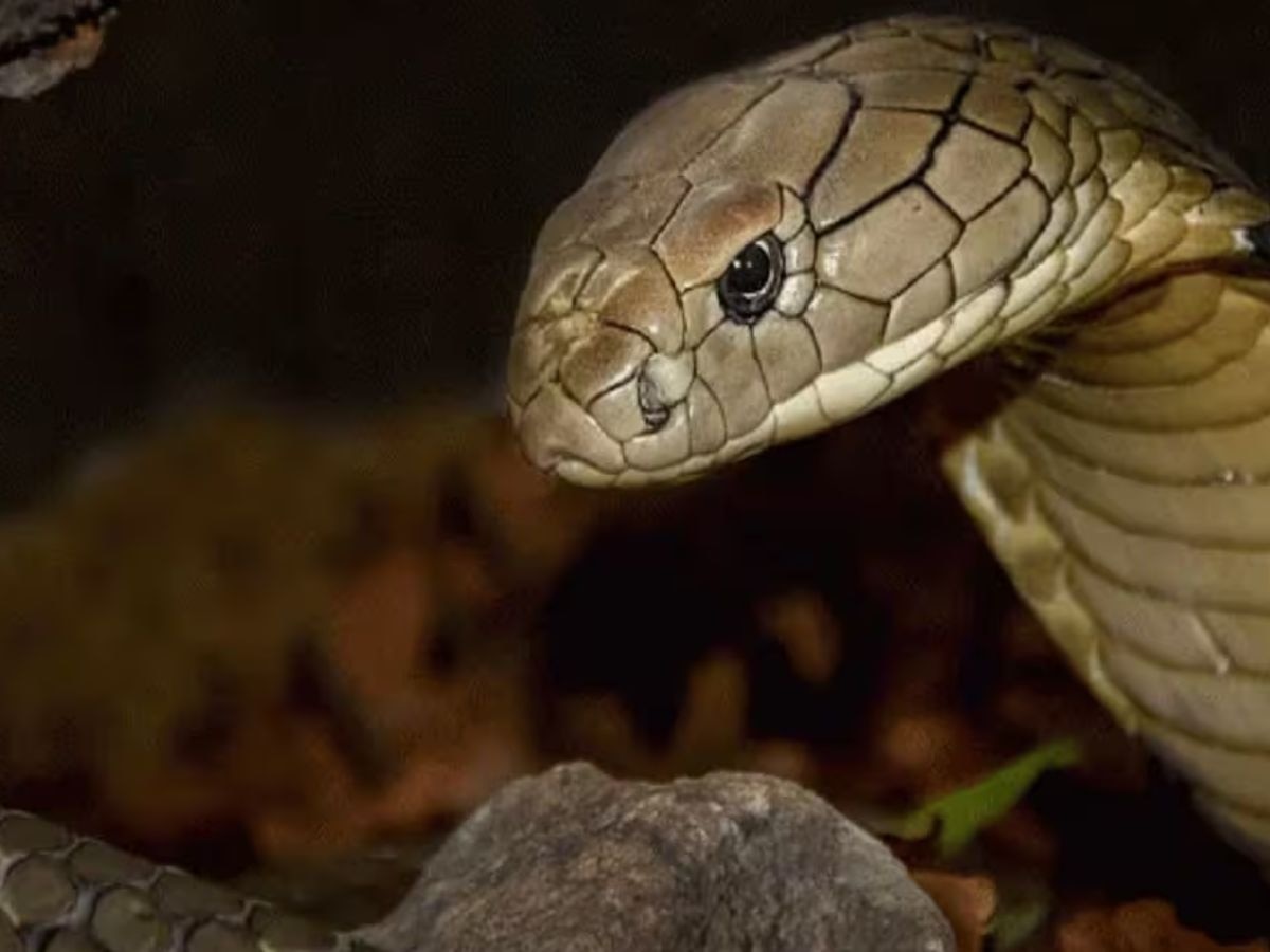 Kaal Sarp Dosh Do this remedy to please the snake god Kalsarp Yoga will ...