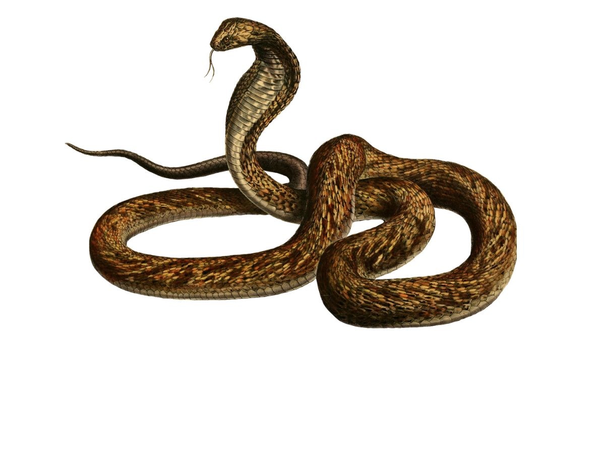 Kaal Sarp Dosh Do this remedy to please the snake god Kalsarp Yoga will ...