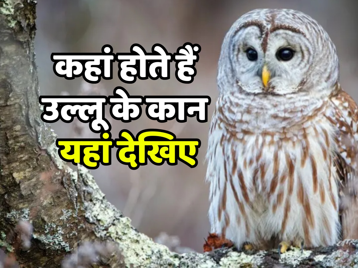 Animal Video where are owl ears see here| Animal Video : 90% लोगों को ...