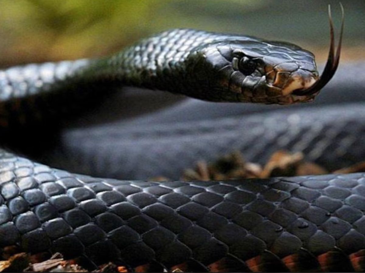 cobra in dream Interpretation sapne me kobra saanp dekhne ka matlab ...