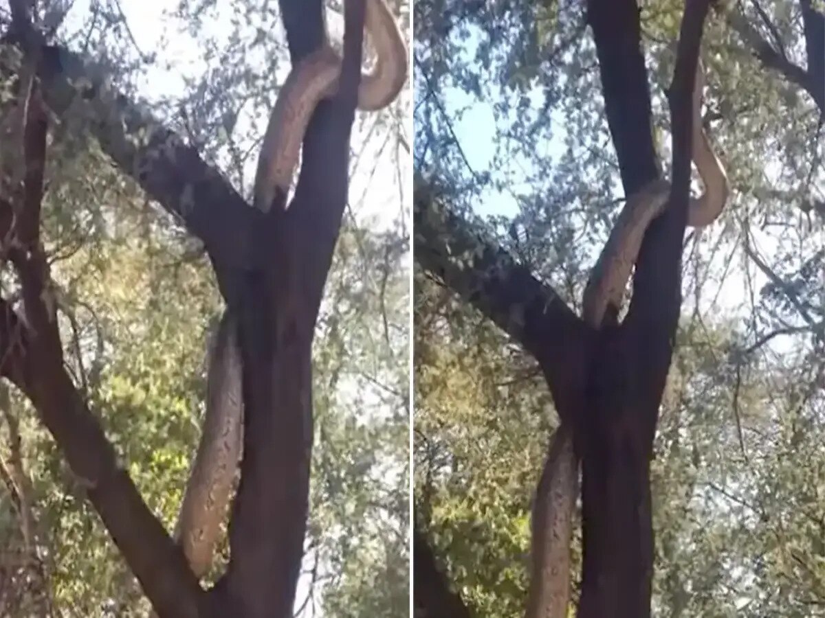 Snake Viral Video: ଗଛ ଚଢୁଥିଲା ବିରାଟକାୟ ଅଜଗର; ଭିଡ଼ିଓ ଦେଖି ଚକିତ ହୋଇଯିବେ ଆପଣ