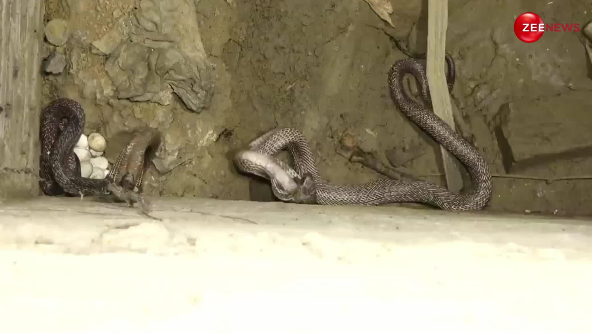 nagin gives birth to baby king cobra get voilent | अंडे देकर बैठी थी ...