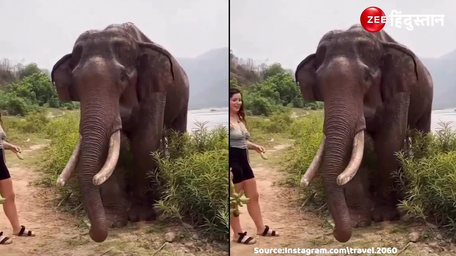 Elephant attack on woman video goes viral | Elephant Viral video : हाथी ...