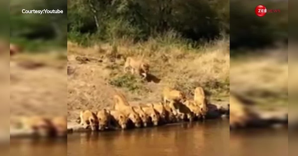 20 lions were seen drinking water together on the banks of the river ...