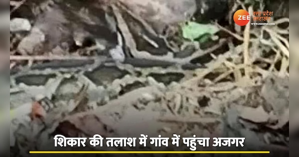 Hen searching for food herself became the Victim of a Python Watch ...