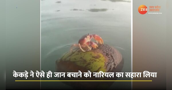 Crab saved life by sitting on coconut in flood water, video going viral ...