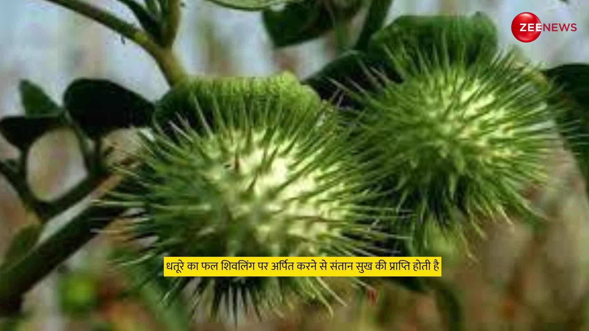 follow these remedies of dhatura Lord Shiva will fulfill all your ...