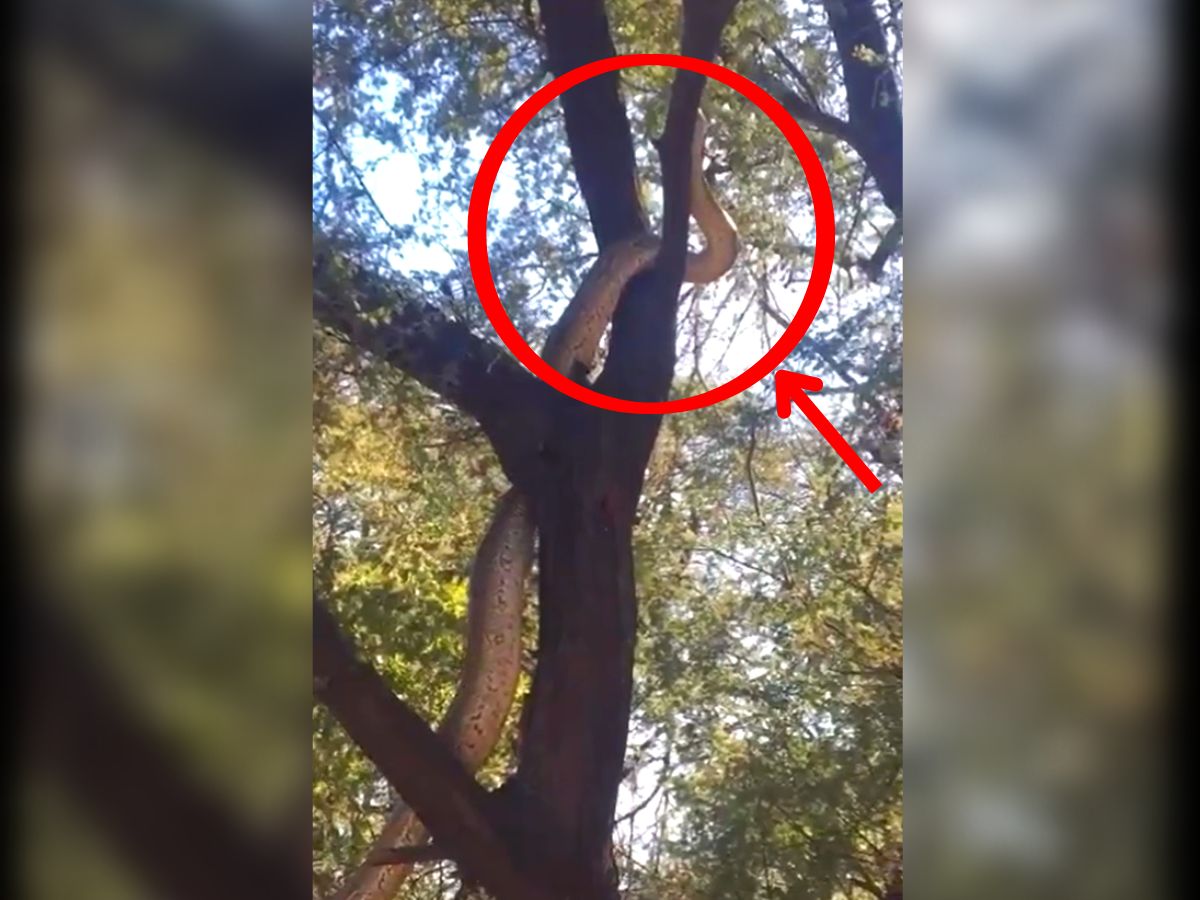 Snake Giant Anaconda was wrapped around tree watch king cobra video ...