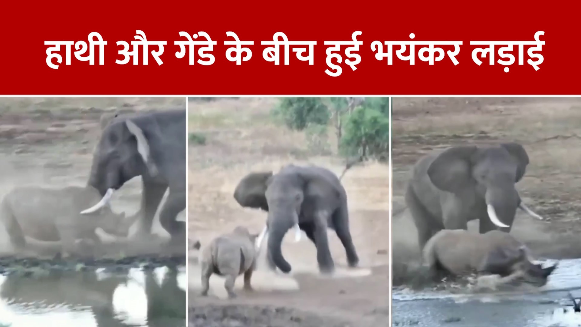 Hathi Ka Video: हाथी और गेंडे की लड़ाई में घायल हुआ बच्चा, देखें वायरल ...