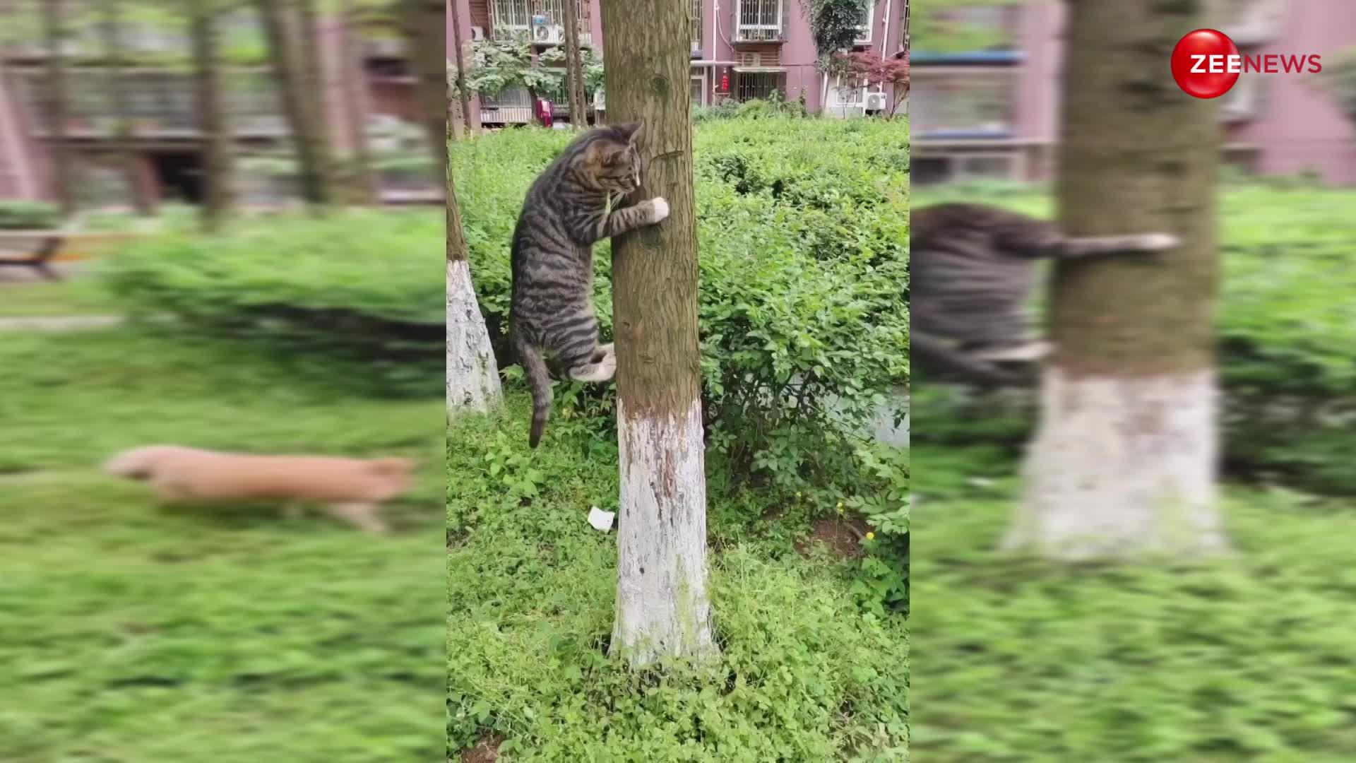 clever cat uses ninja technique to save life from dog watch this viral ...