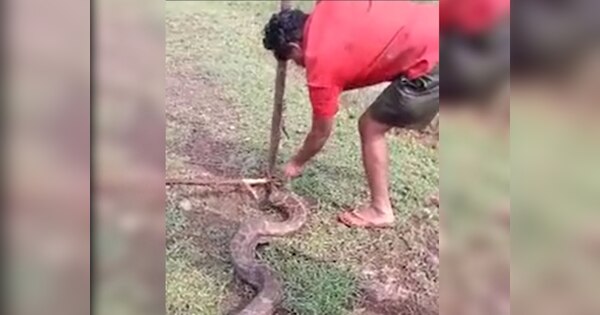 Snake Video youth kept dragging python tail at Dindori | Snake Video ...