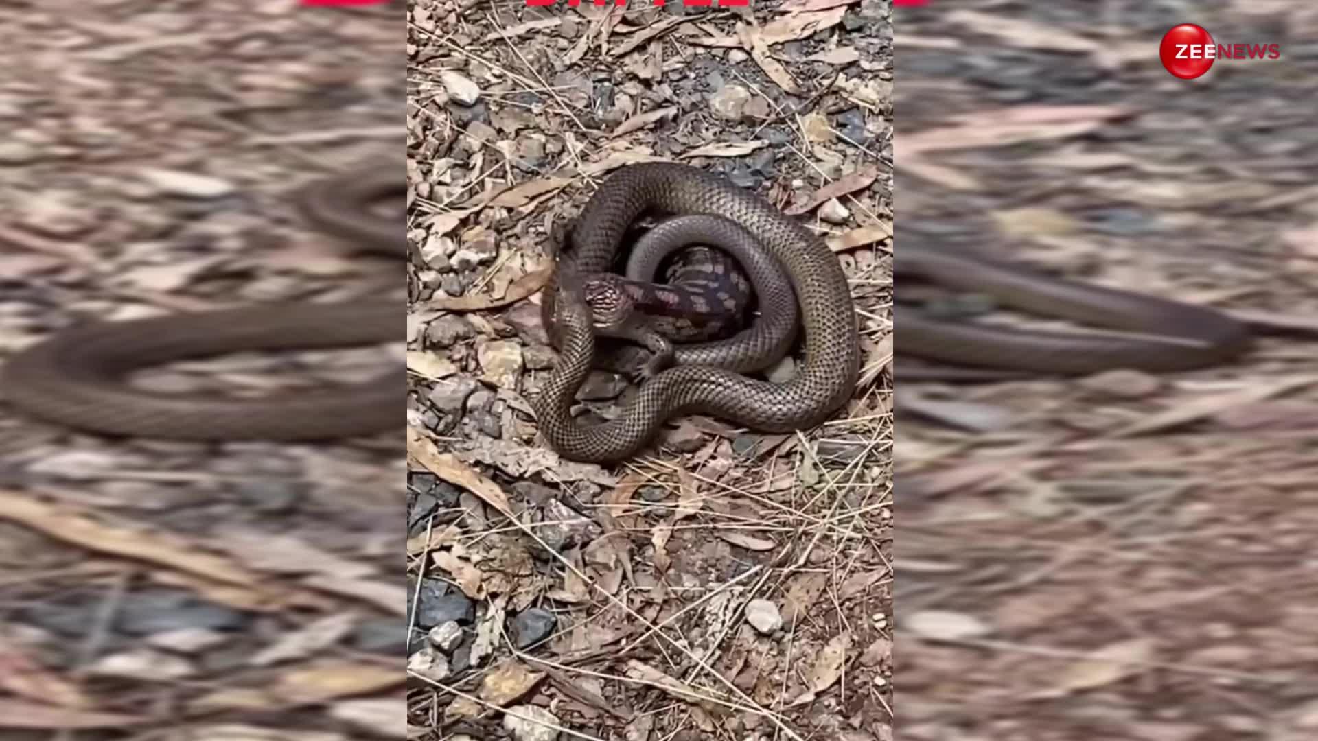 lizard fight with snake jungle video will give goosebumps | छिपकली और ...