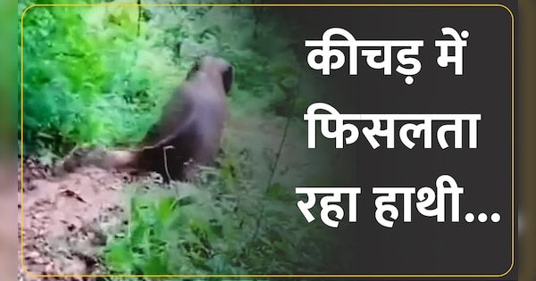 Elephant enjoyed the mud see video how he sliding kichad me fisala ...