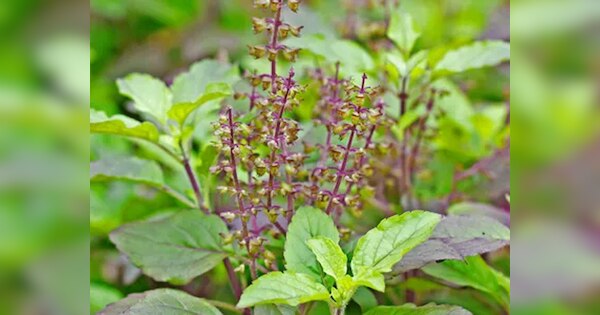 tulsi tips basil planted in house dried up do this astrological remedy ...