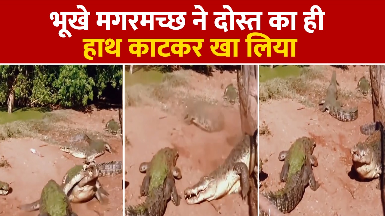 Viral Hungry crocodile bites off friend's hand and eats it dekhe ...