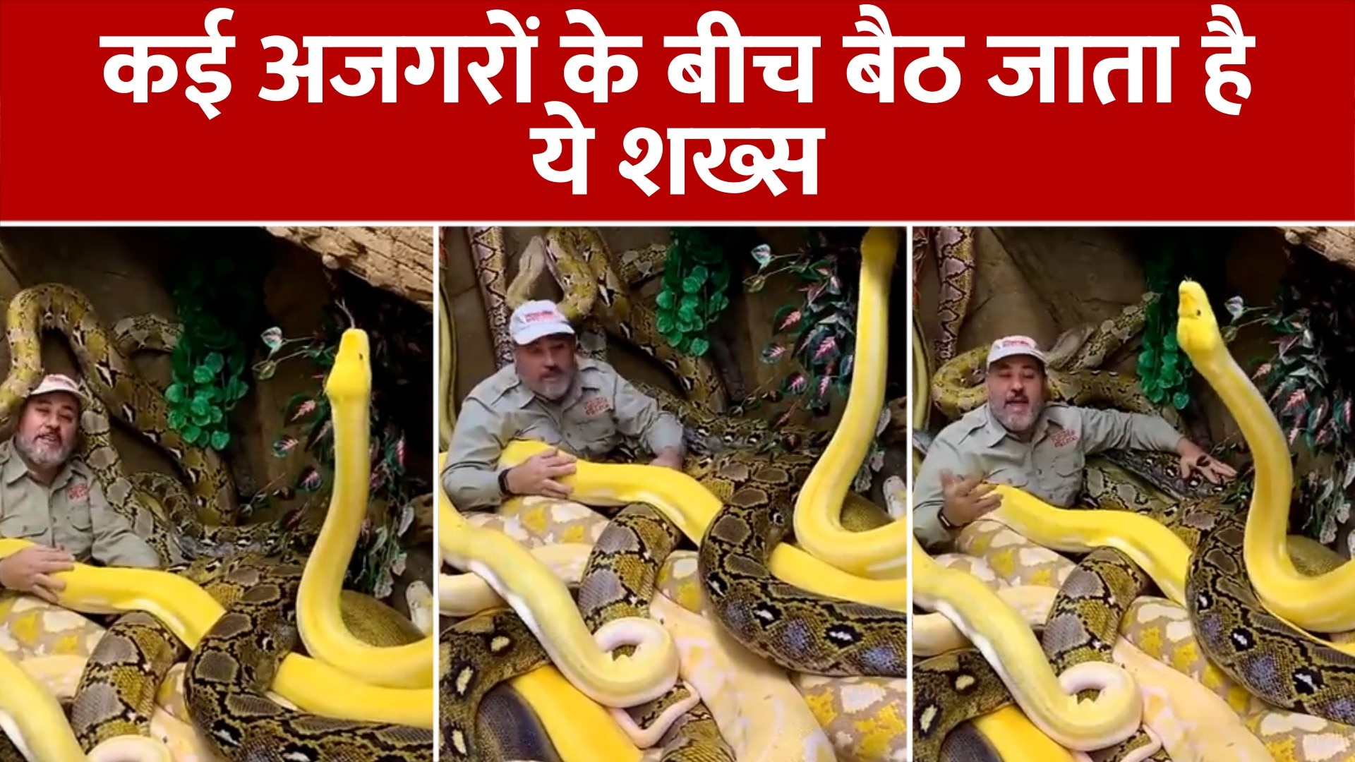 Azgar Ka Viral Video This person sat among many pythons kai azgaro ke sath baith gya yeh saksh ...