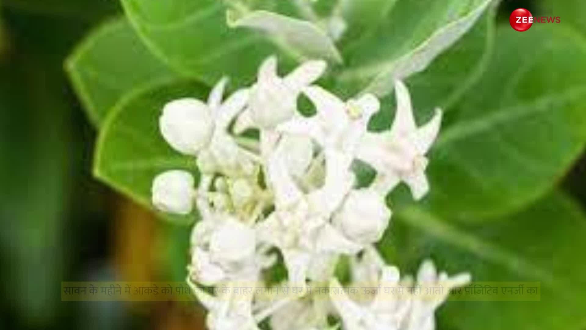 Bring home this plant as soon as the month of Sawan starts, Lakshmi ...