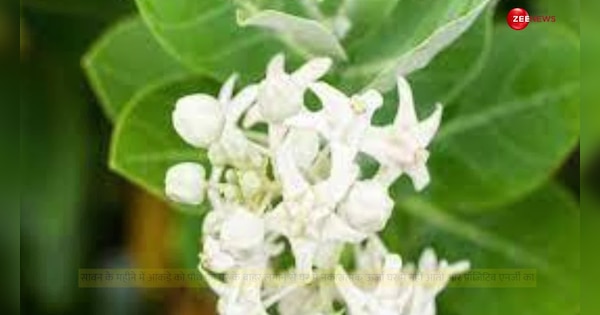 Bring home this plant as soon as the month of Sawan starts, Lakshmi ...