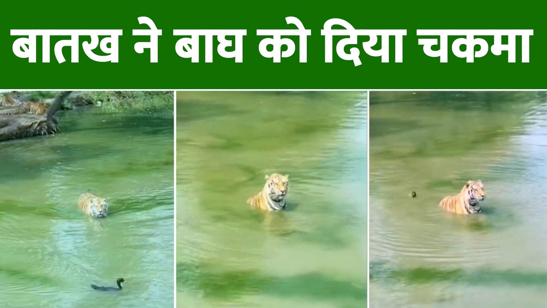 viral video tiger went to catch duck but she bewildered the tiger ...