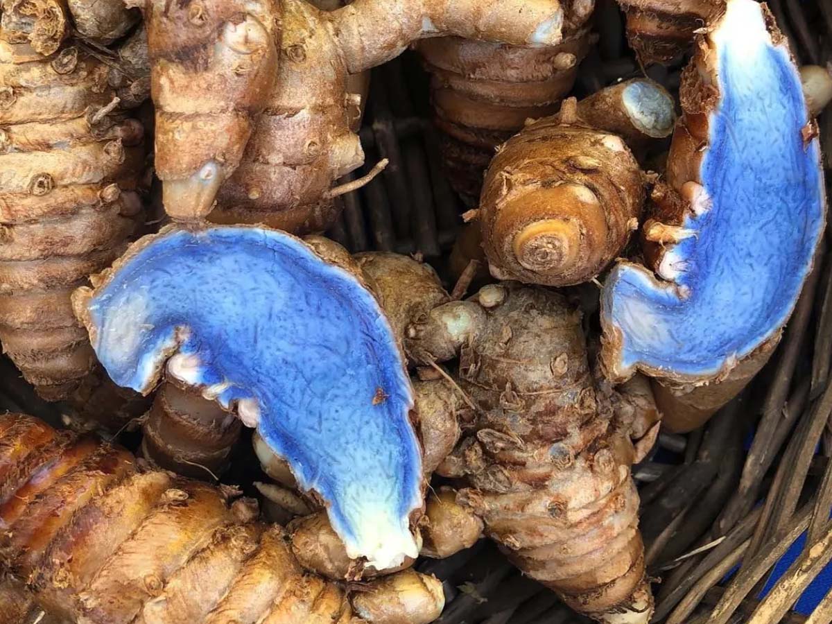 Black Turmeric is more beneficial for health and for men