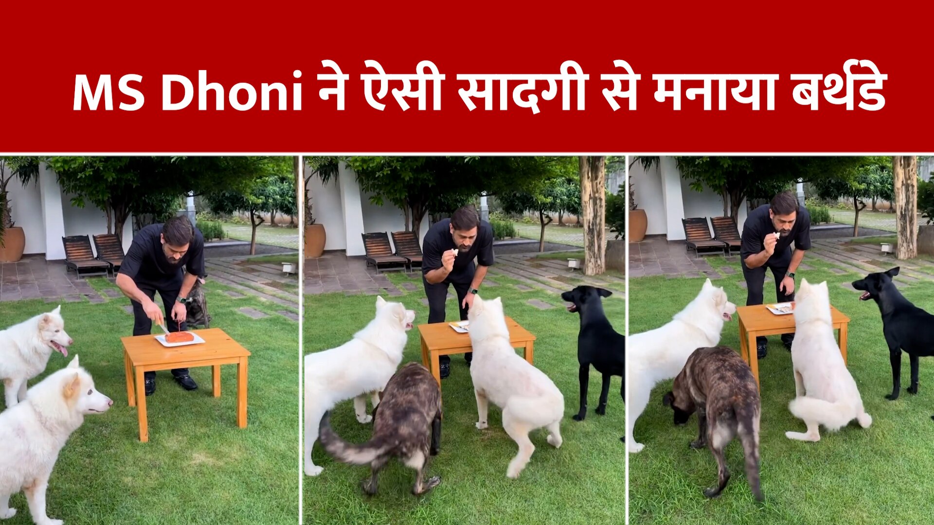 cricketer MS Dhoni celebrated 42th birthday with pets at home video ...