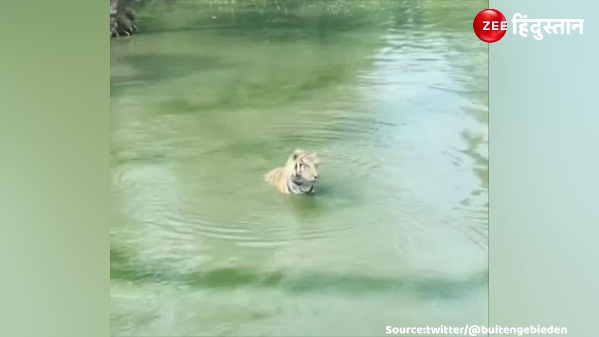 Tiger went to catch duck but she bewildered the tiger video goes viral ...