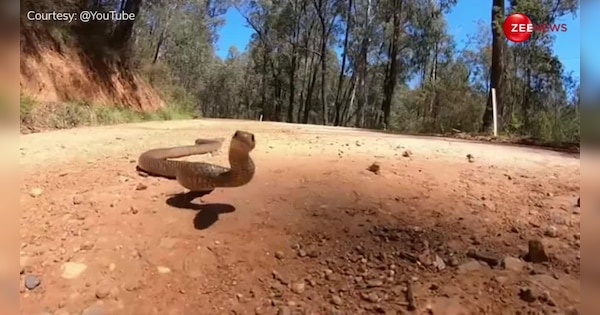 ghoda pachad snake man try to touch the snake see what happened after ...
