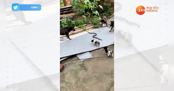 snake and dog fight video goes viral on social media | Video: नहीं देखी ...