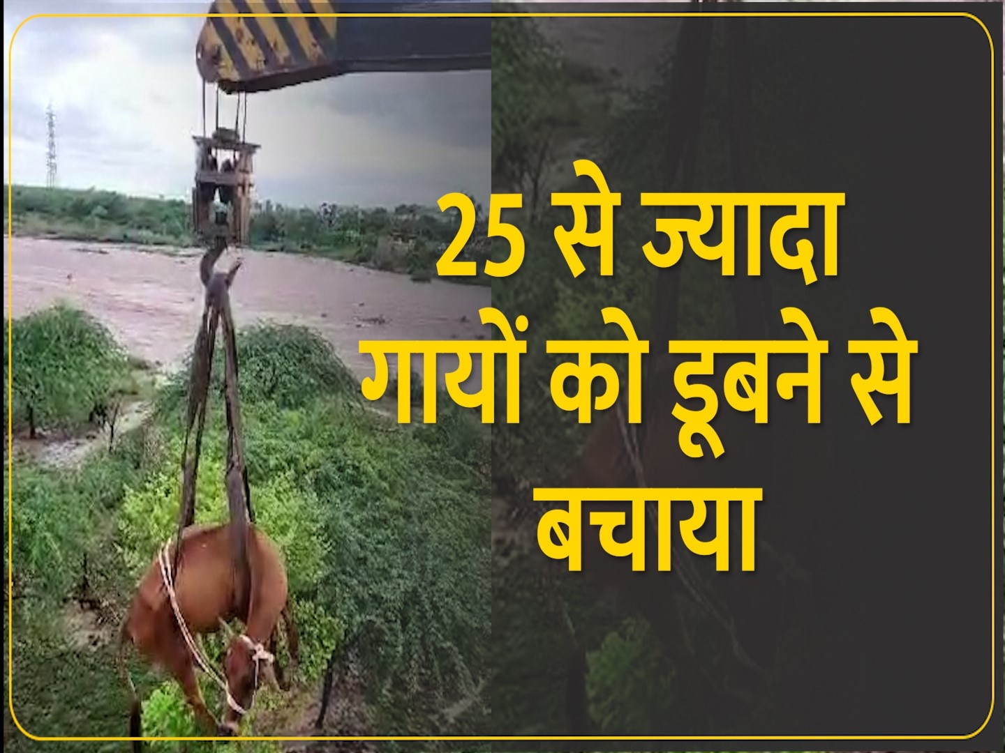 Panchkula Ghaggar River flood heavy rain rescue 25 cows Help with Crane ...