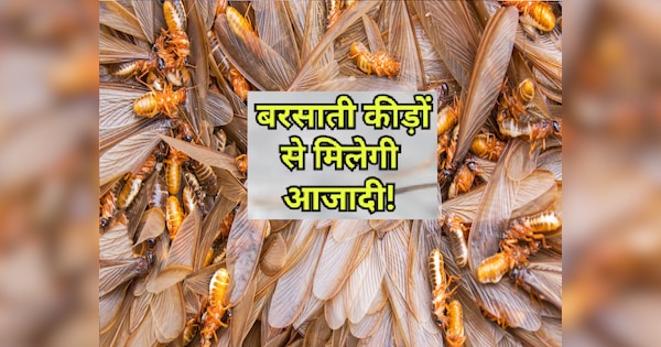 Monsoon Insects tips to get rid of monsoon insects and bugs | Monsoon ...