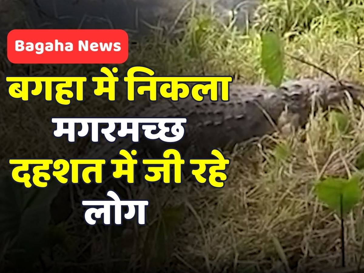 Crocodile Found in Bagaha Bihar People Living in Panic | Bagaha News ...